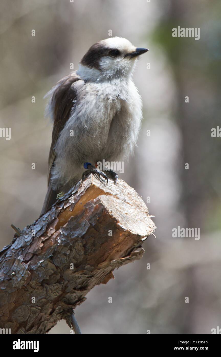 Grey Jay, a bird of the North American boreal forests Stock Photo - Alamy