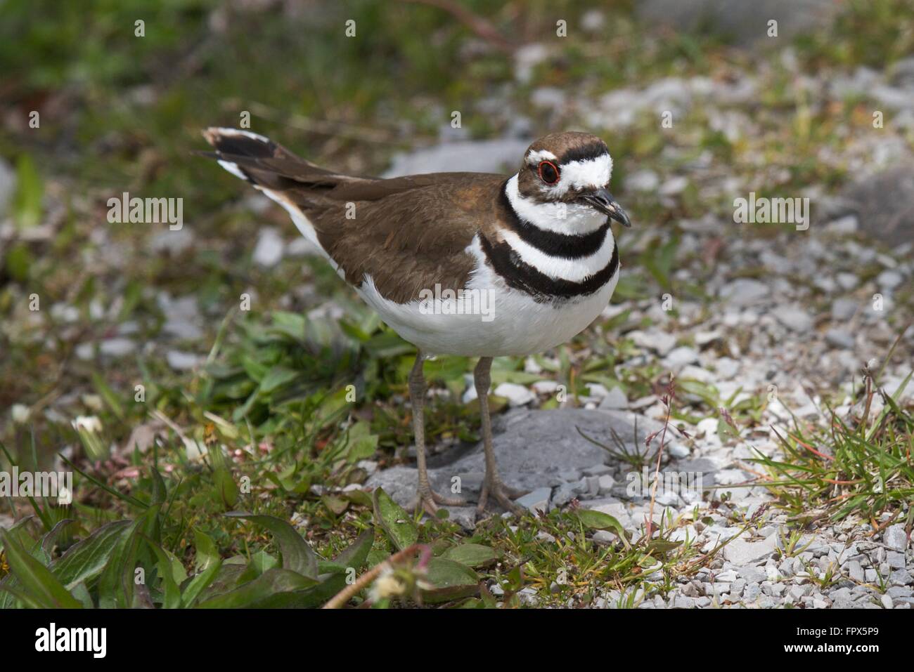 Kildeer bird hi-res stock photography and images - Alamy