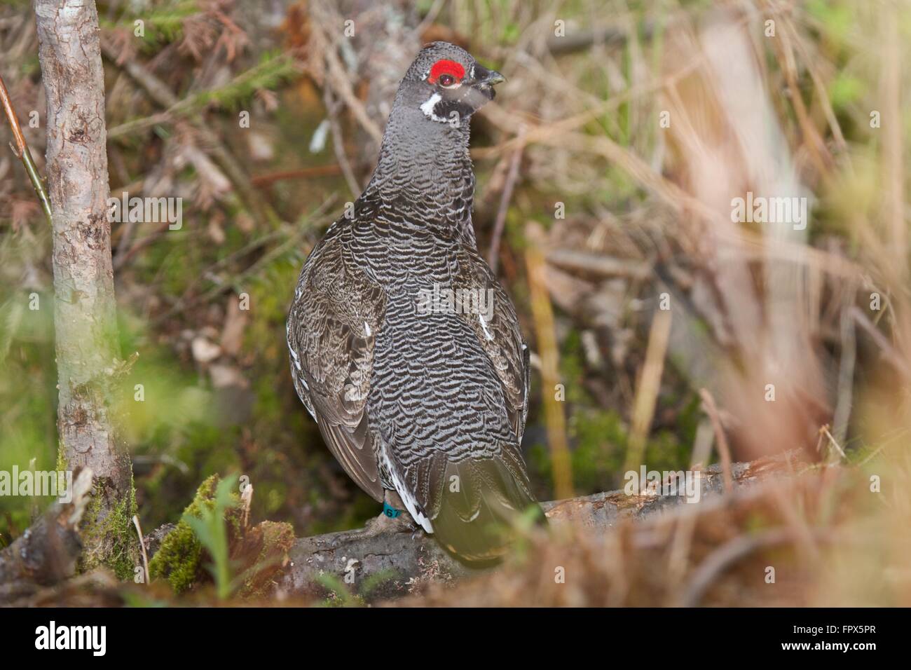Spruce Grouse, a bird of the North American boreal forests Stock Photo ...