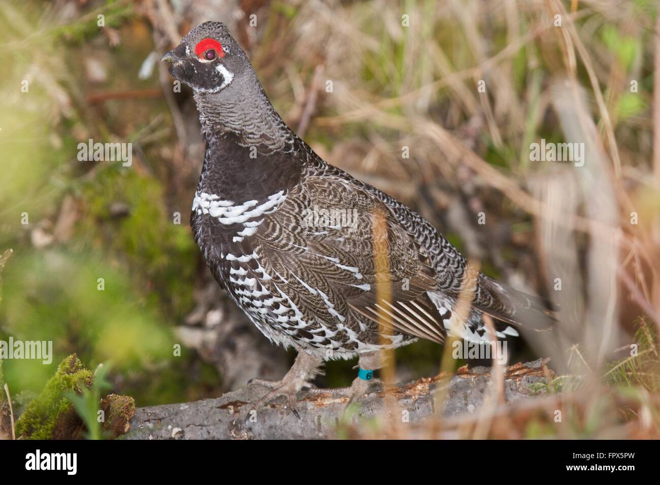 Spruce Grouse, a bird of the North American boreal forests Stock Photo ...