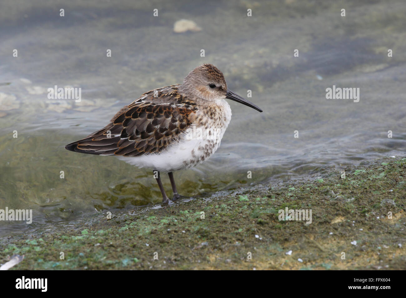 Bird birds wading birds hi-res stock photography and images - Alamy