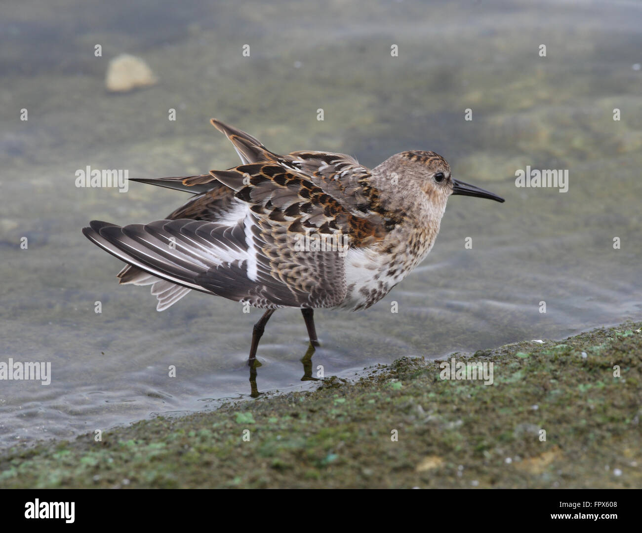 Dunlin, a common wading bird of Britain and Europe Stock Photo - Alamy