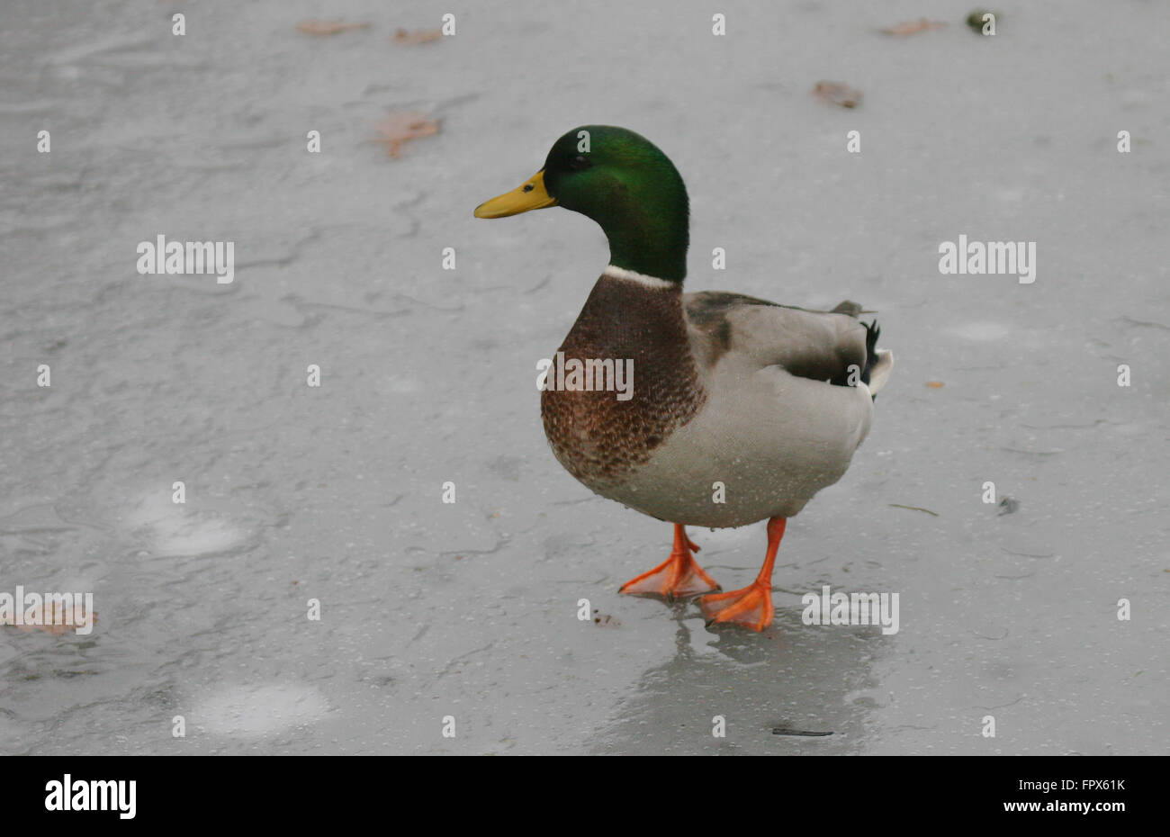 Mallard, a common duck across Britain and Europe Stock Photo - Alamy