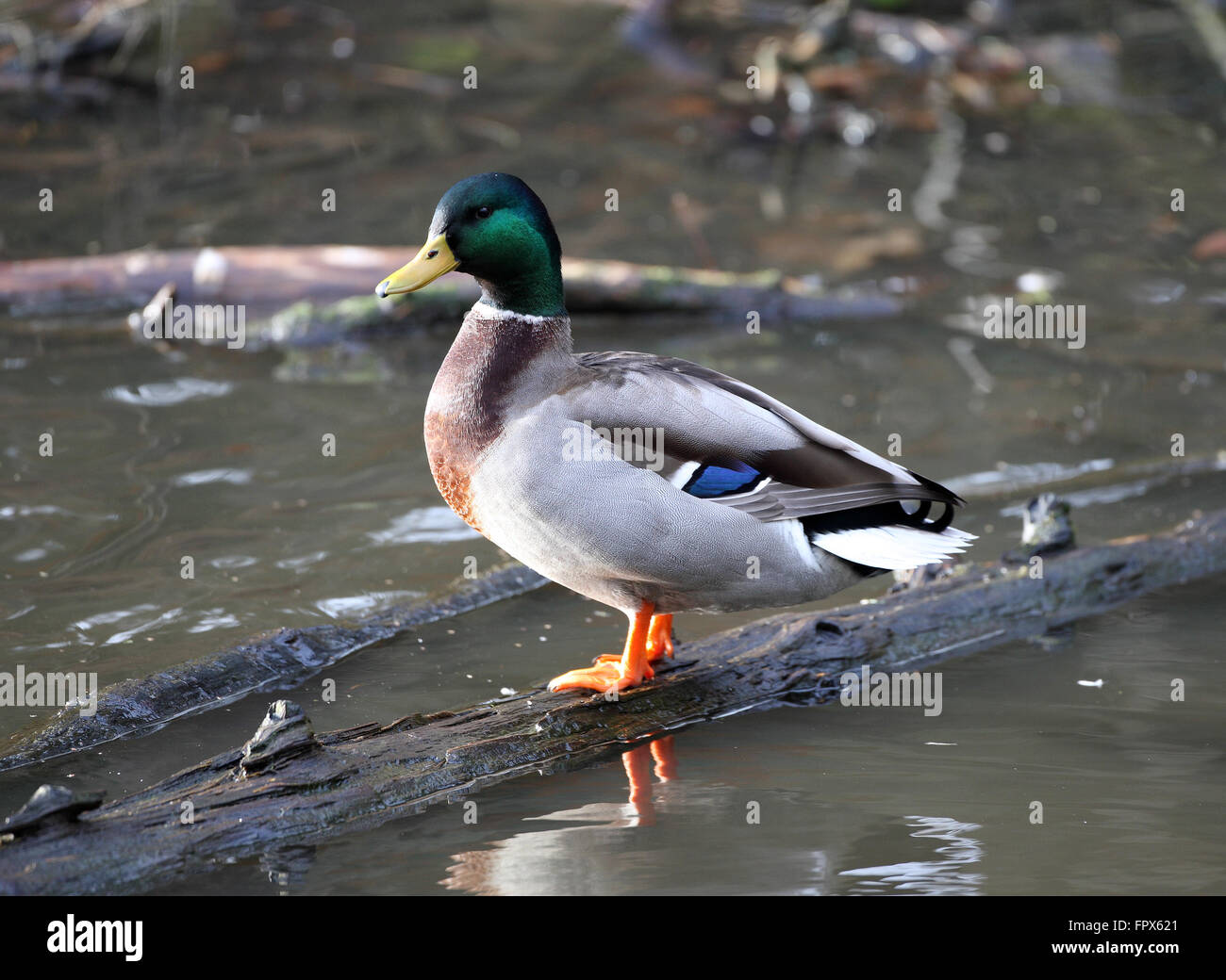 Wildfowl of britain and europe hi-res stock photography and images - Alamy