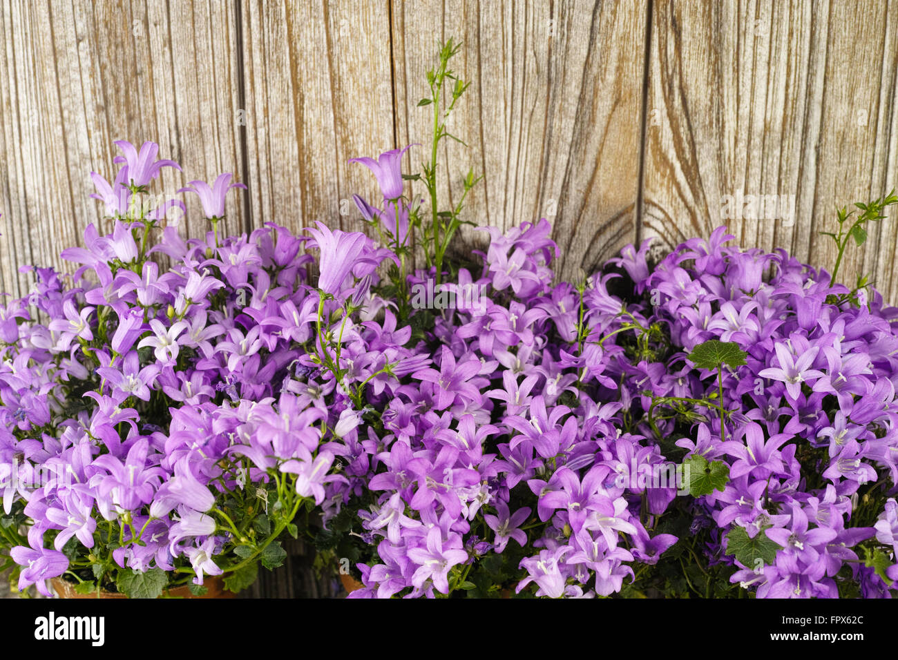Purple campanula bluebell flowers on wooden background, poscard concept, copy space Stock Photo ...