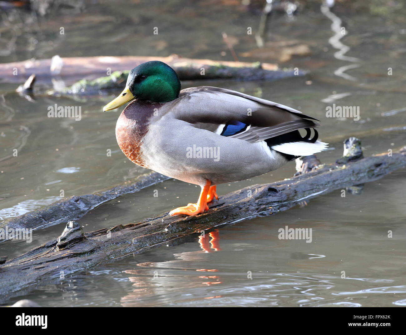 Wildfowl of britain and europe hi-res stock photography and images - Alamy