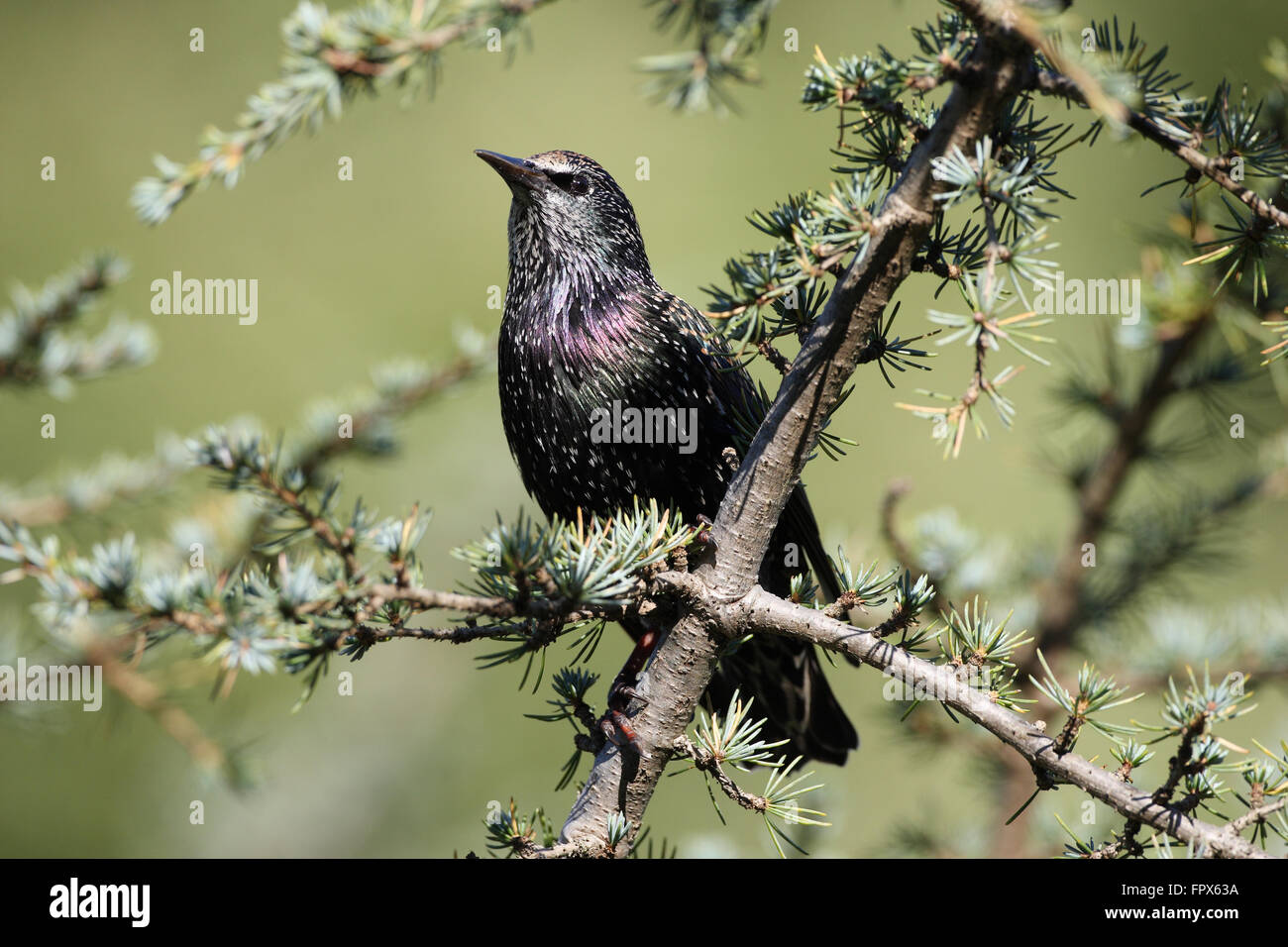 Starling, a common bird of Britain and Europe Stock Photo - Alamy