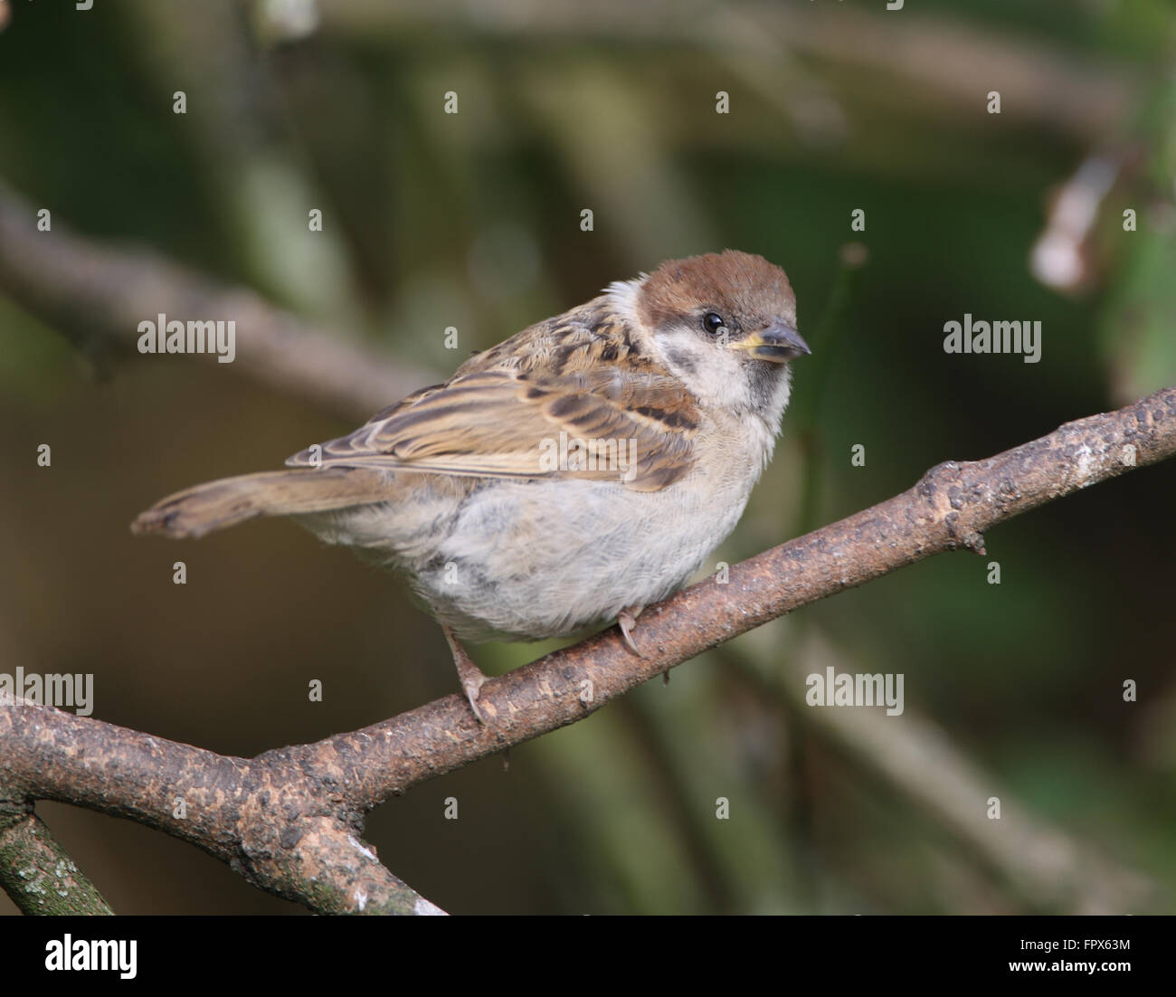 Farmland breeding birds hi-res stock photography and images - Alamy