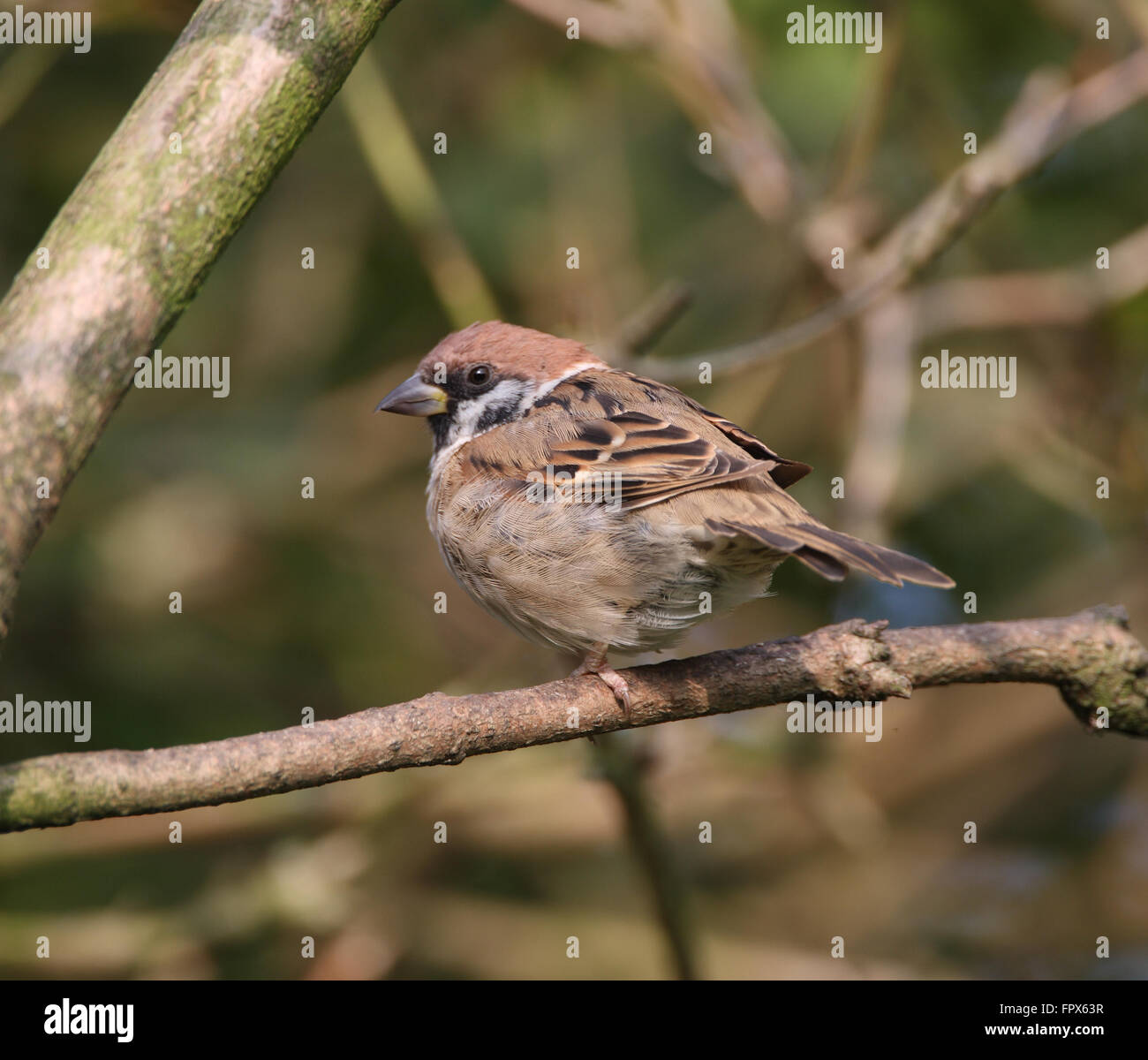 Scarce bird hi-res stock photography and images - Alamy