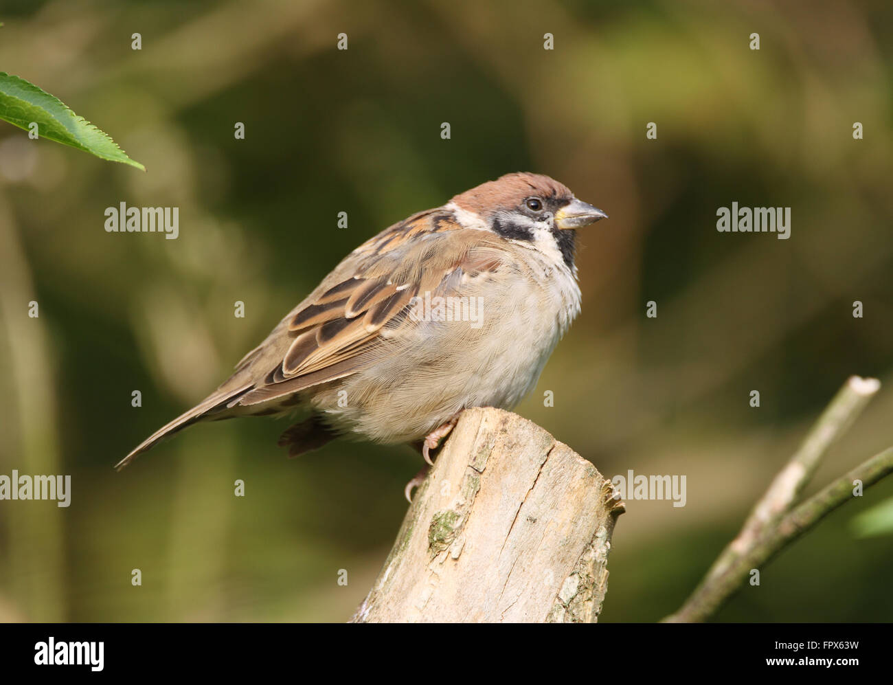 Scarce breeding birds hi-res stock photography and images - Alamy
