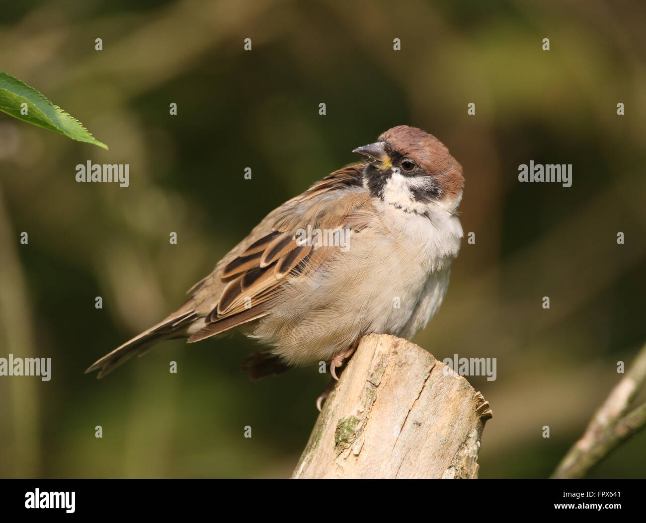 Scarce breeding birds hi-res stock photography and images - Alamy
