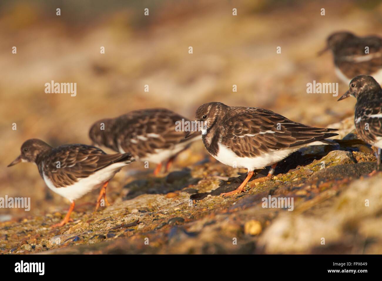 Common seaside bird hi-res stock photography and images - Alamy