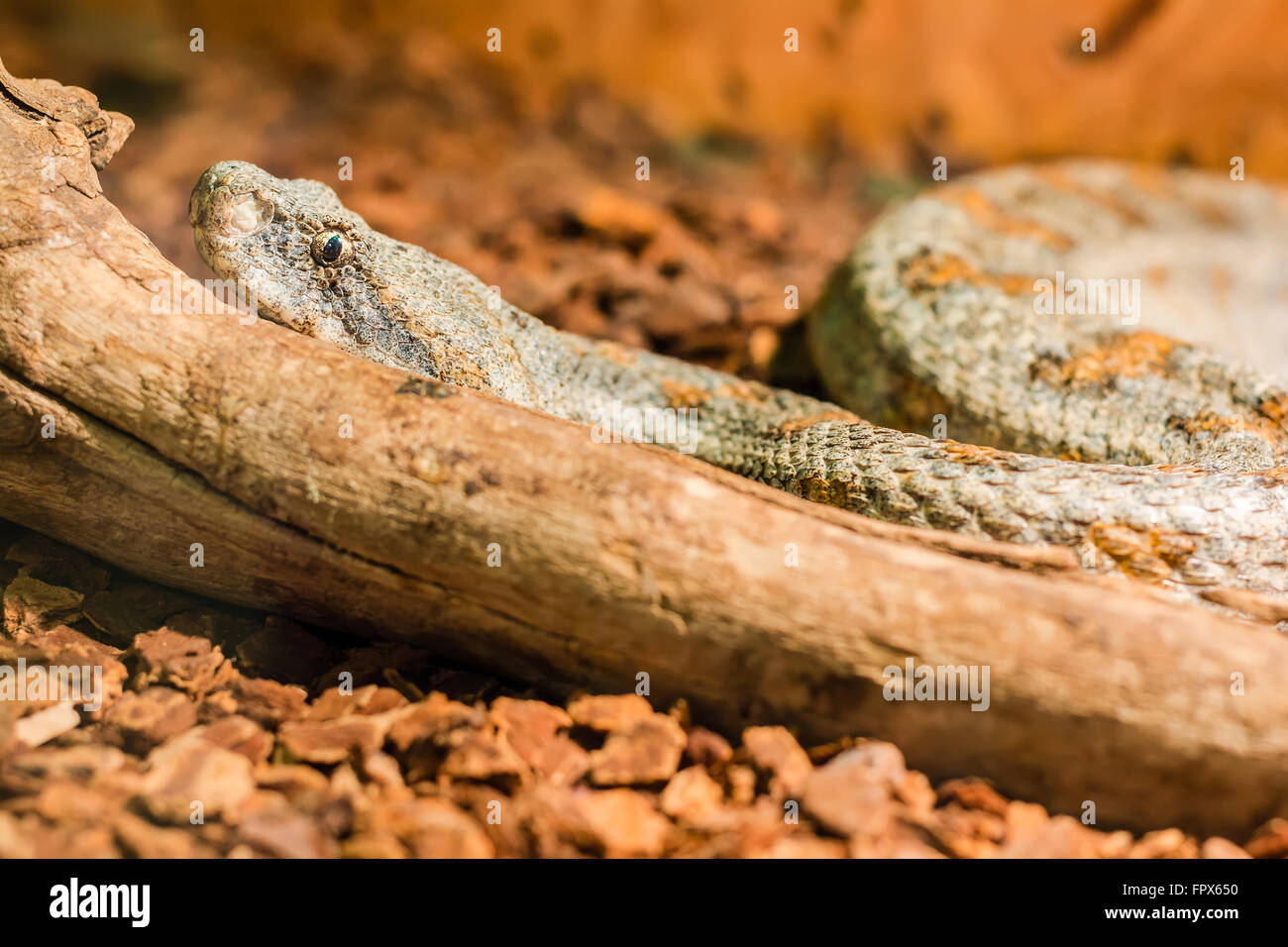 Snake in the terrarium - Levantine viper Stock Photo - Alamy