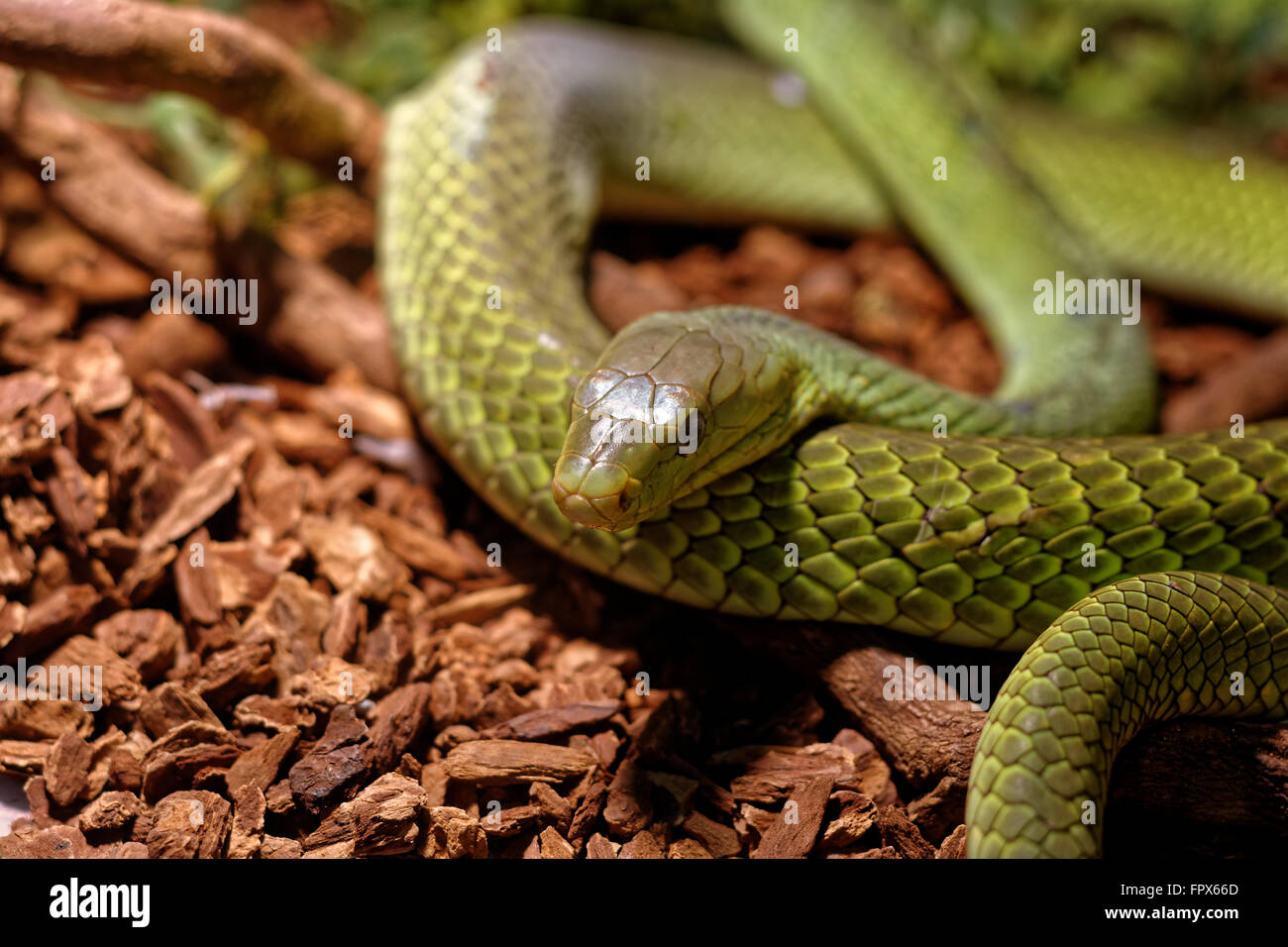 Snake in the terrarium - Green rat snake Stock Photo - Alamy