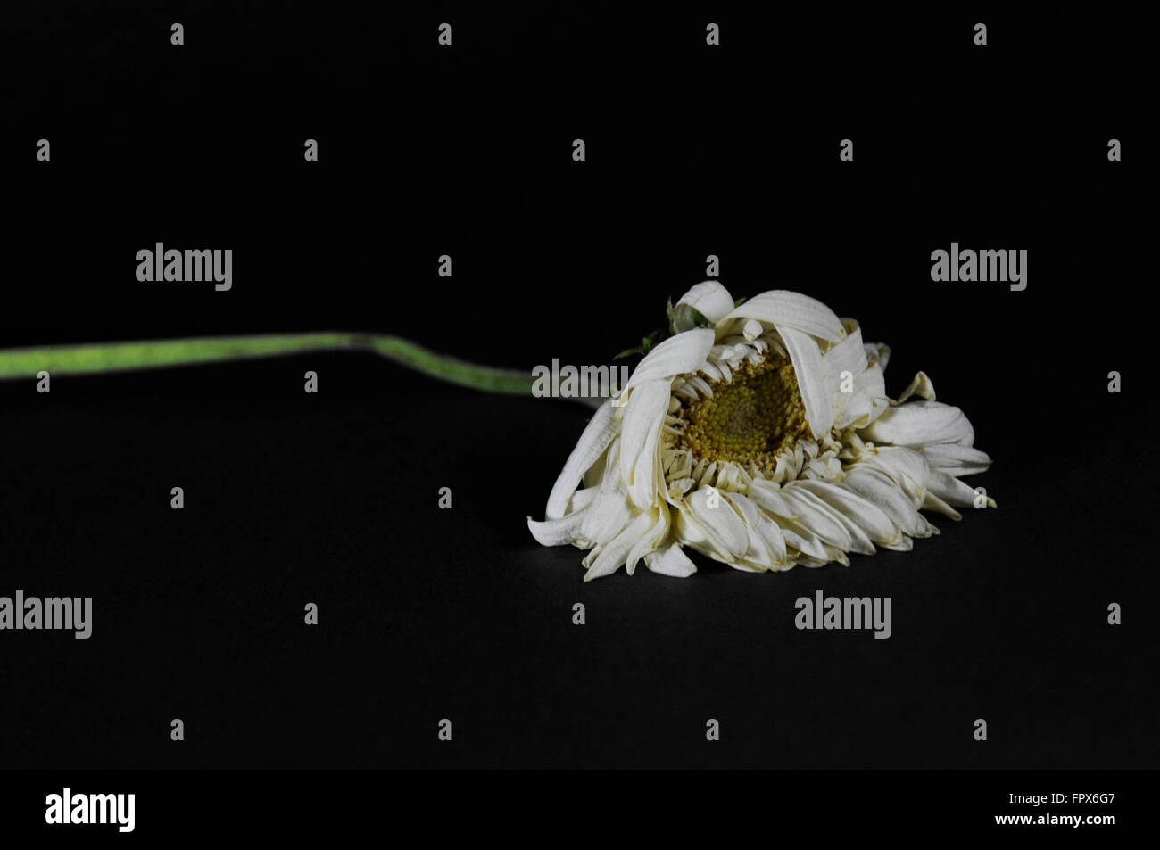 Abandoned flower on the ground Stock Photo - Alamy