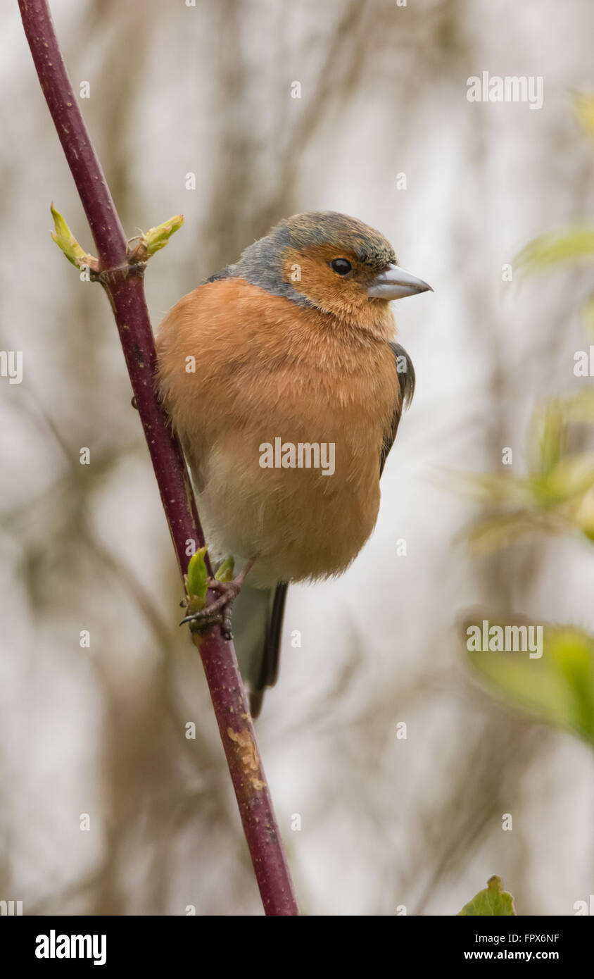 Chaffinch male in Mainsriddle garden, near RSPB Mersehead, Dumfries and ...