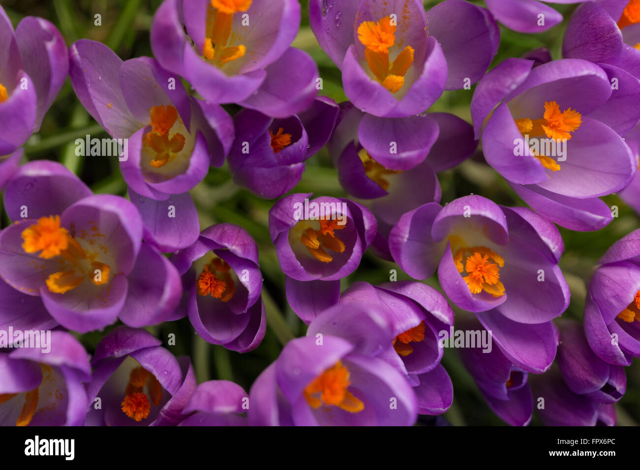 Crocus close up in garden Stock Photo - Alamy