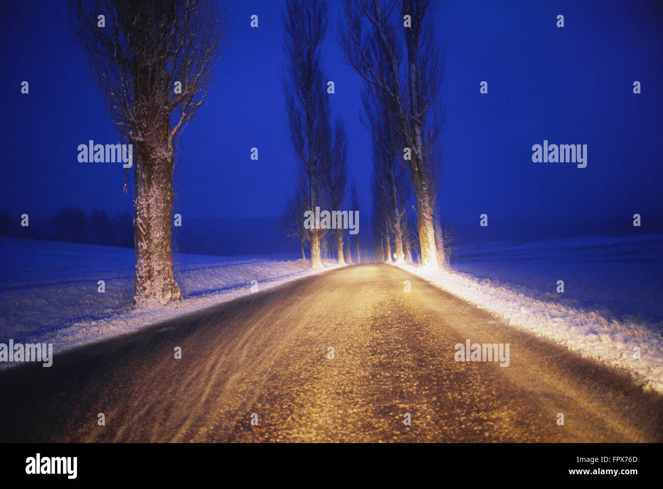 Snow covered poplar trees line the road in snow blizzard Stock Photo ...