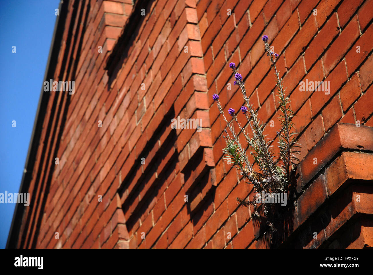 plant growing in red brick wall / Red brick Stock Photo - Alamy