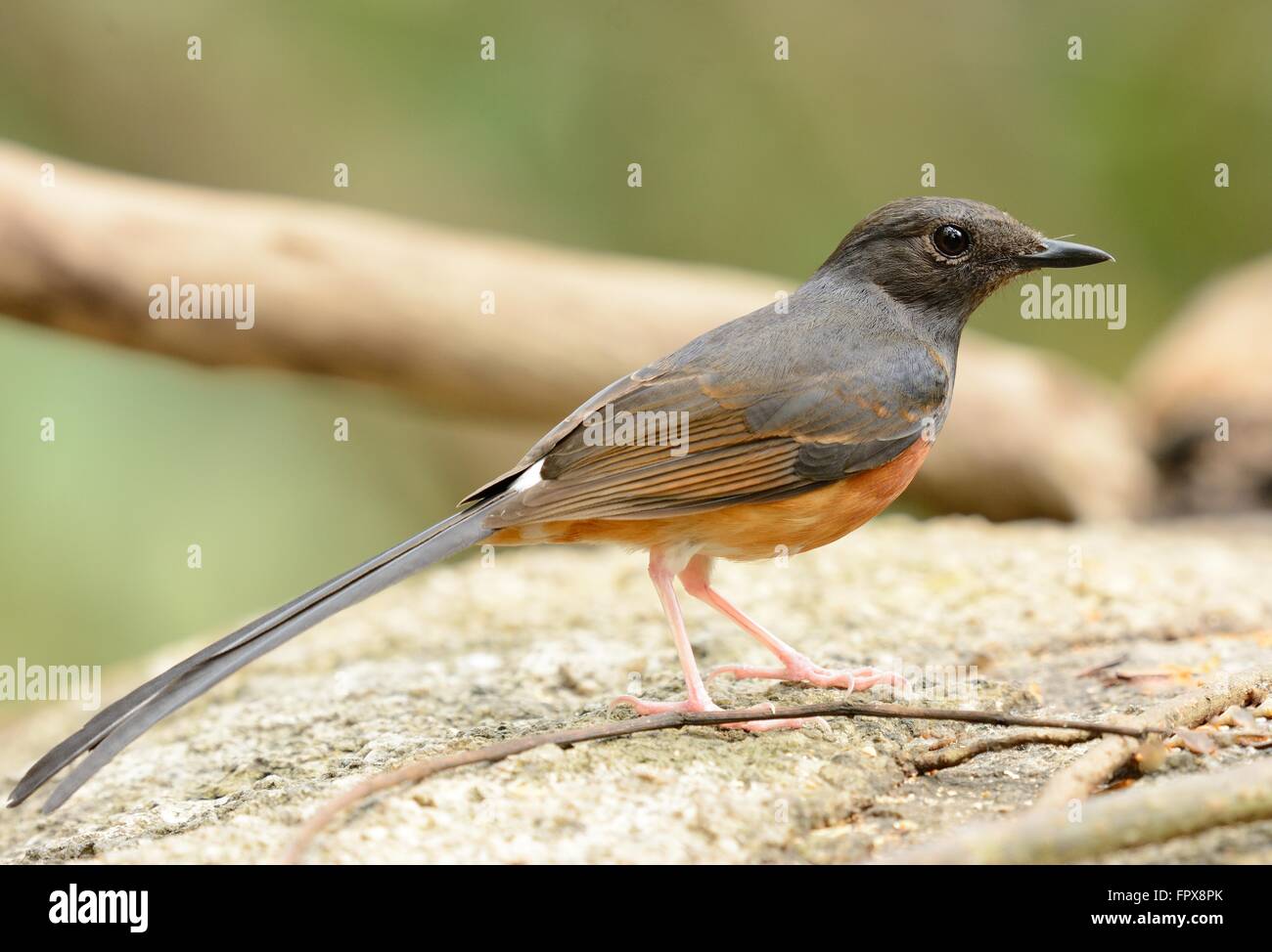 beautiful female white rumped sharma (Copsychus malabaricus) inThailand ...