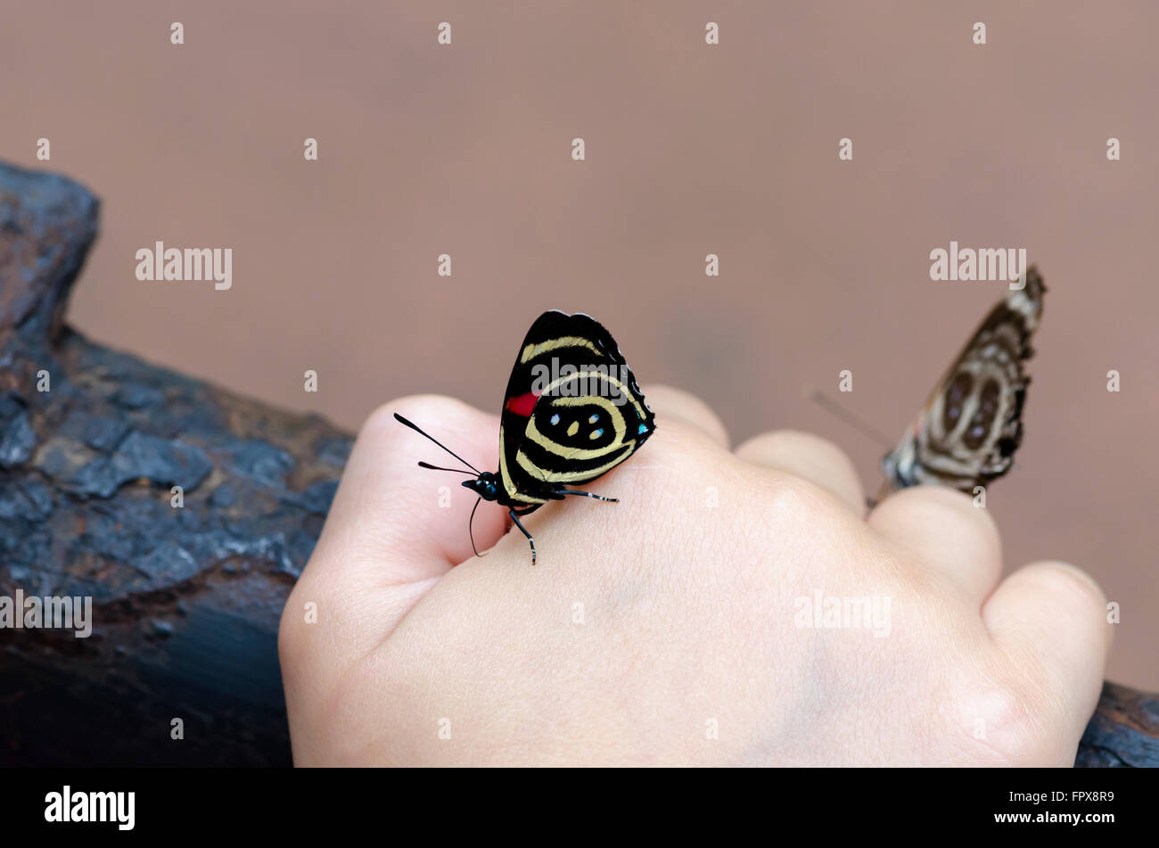 88 butterfly and brazil hi-res stock photography and images - Alamy