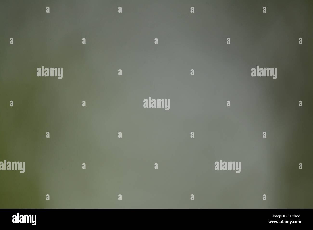 Green natural background of out of focus forest or bokeh Stock Photo ...