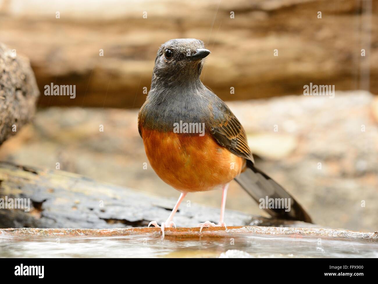 Copsychus malabaricus hi-res stock photography and images - Alamy