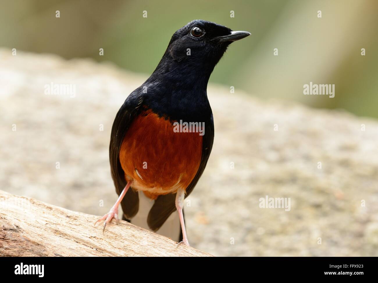 beautiful male white rumped sharma (Copsychus malabaricus) inThailand ...