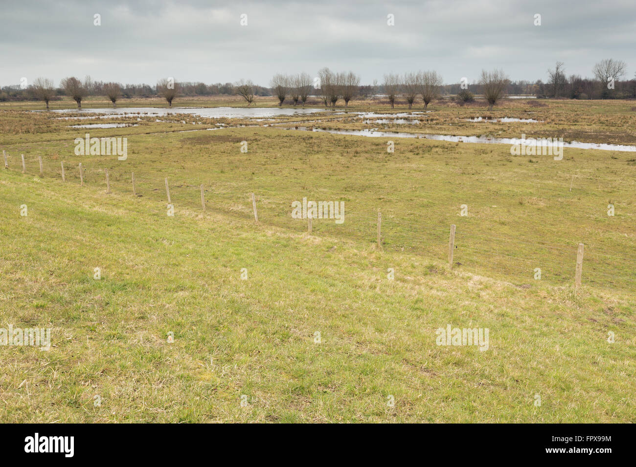 Pools and puddles in the marshland around Mechelen Stock Photo - Alamy