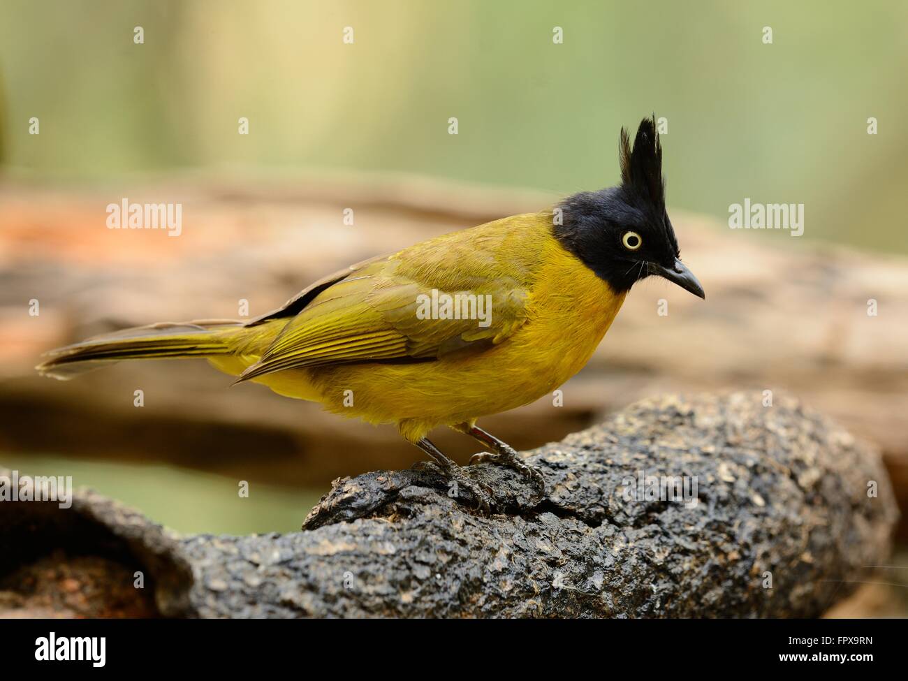 beautiful black-crested bulbul in Thai forest Stock Photo - Alamy