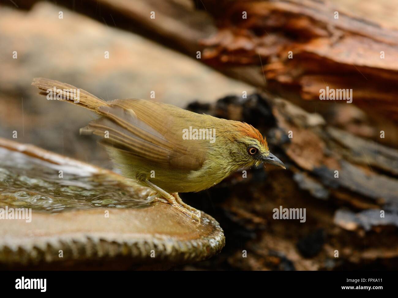 Macronus gularis hi-res stock photography and images - Alamy