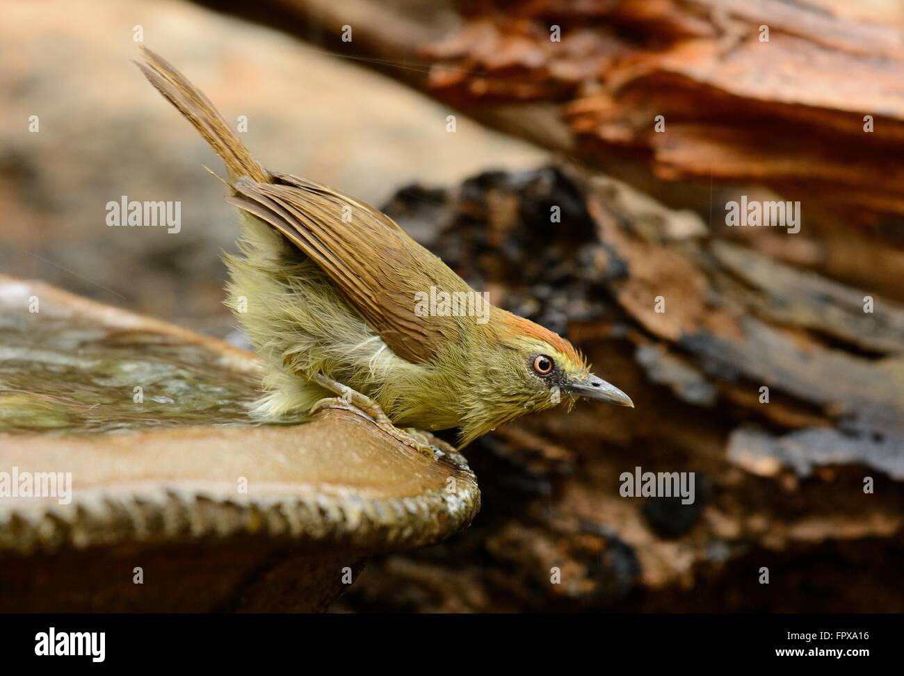 Macronus gularis hi-res stock photography and images - Alamy