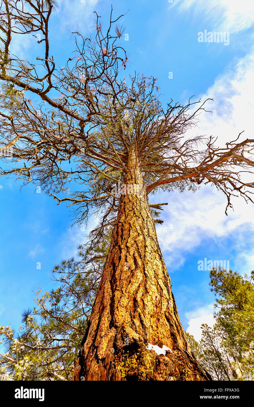 Winter snow mountain forest pine tree forest landscape Stock Photo - Alamy