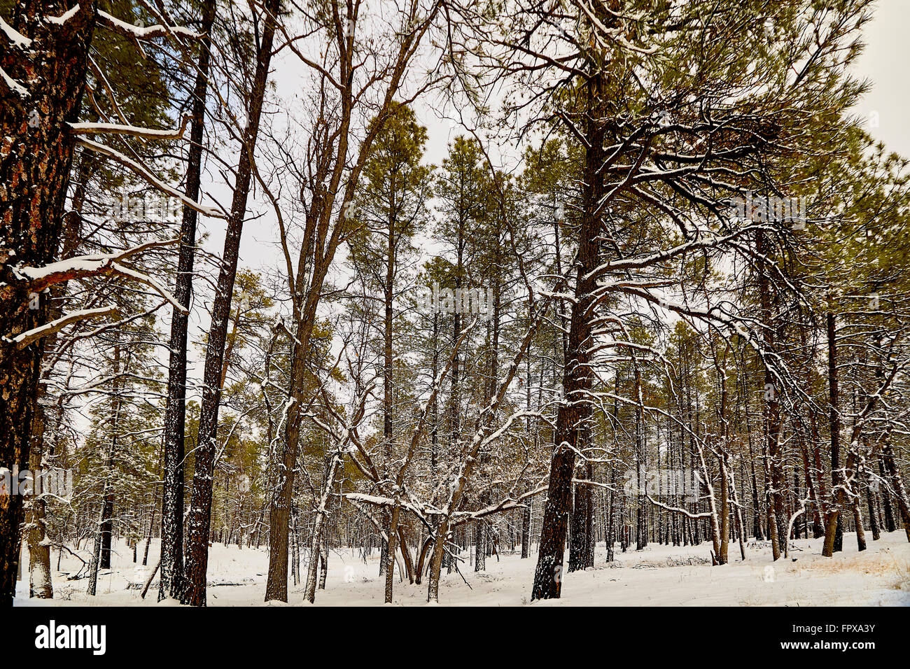 Winter snow mountain forest pine tree forest landscape Stock Photo - Alamy