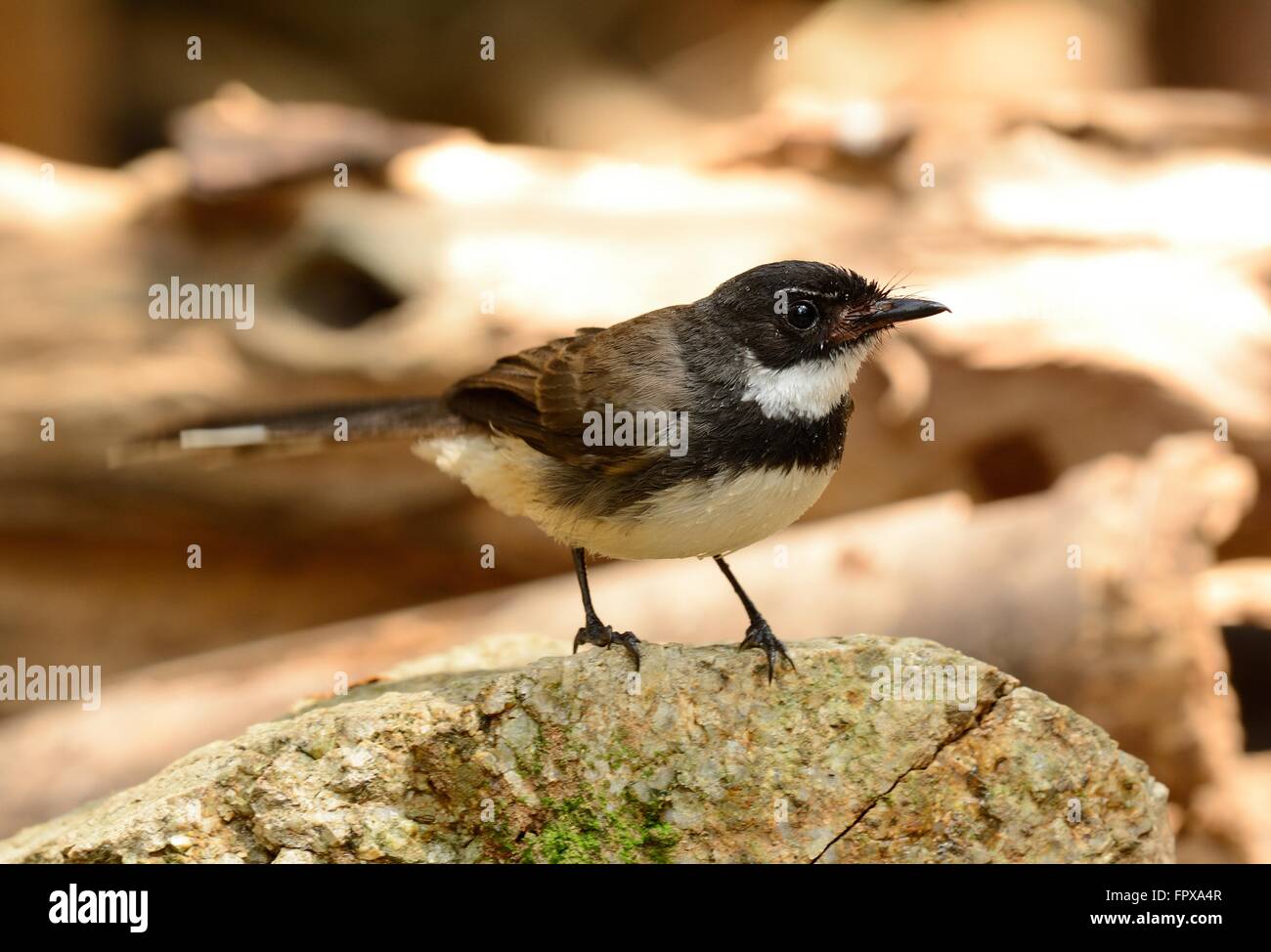 beautiful Pied Fantail (Rhipidura javanica) in Thai forest Stock Photo ...