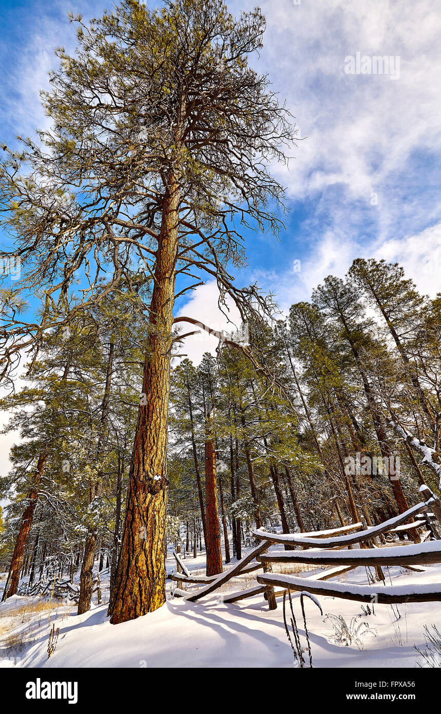 Winter snow mountain forest pine tree forest landscape tall old growth ...