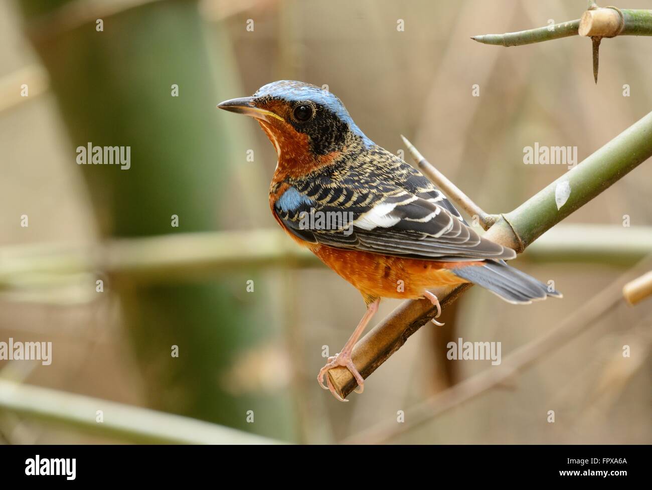 beautiful male white-throated rock-thrush Stock Photo - Alamy