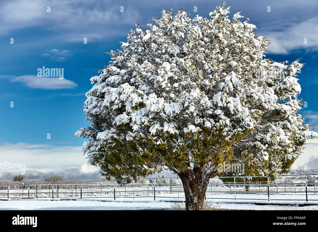 snow covered farm and fencing with juniper tree landscape in winter ...