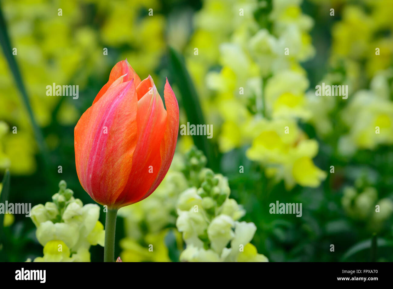 Tulip standout unique colorful flower courage hi-res stock photography ...