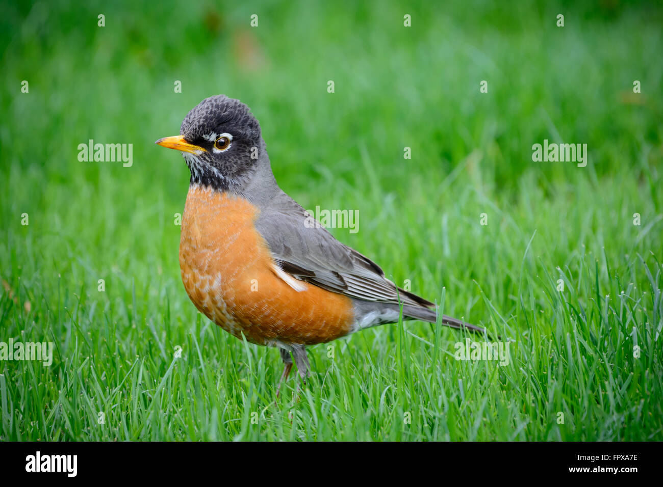 Young American Robin Redbreast In Springtime Grass. Bright eyes, yellow ...