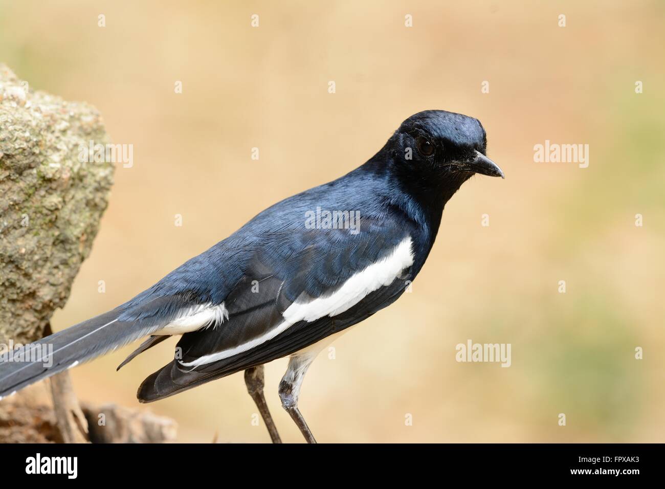 Asian Magpie Robin High Resolution Stock Photography and Images - Alamy
