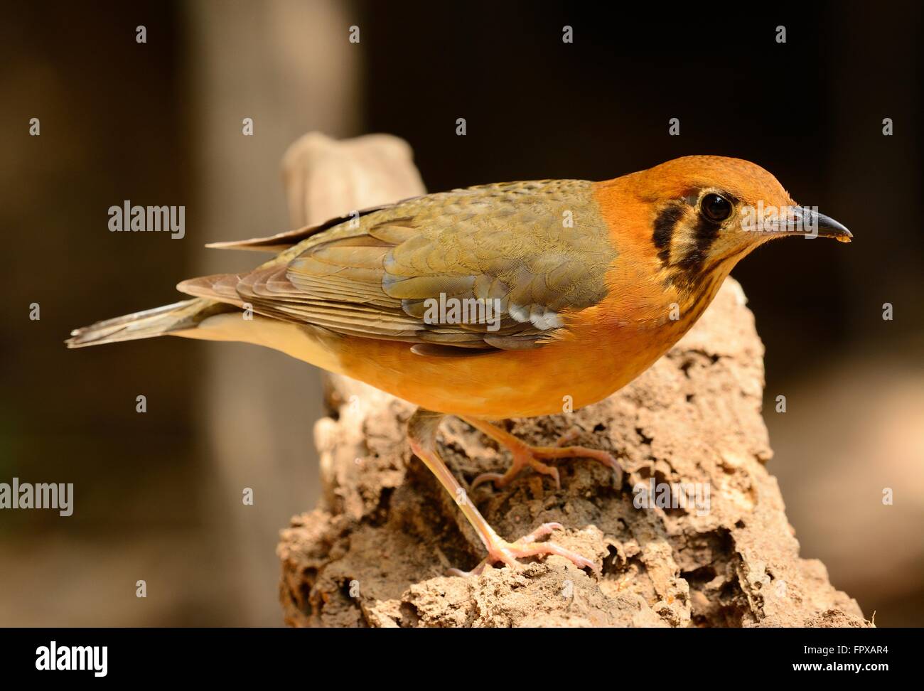 beautiful female Orange-headed Thrush (Zoothera citrina) in Thailand ...