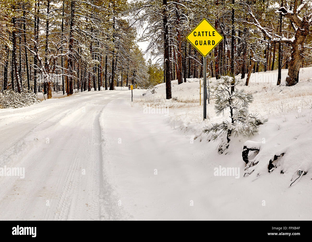 winter snow forest mountain road landscape with tire tracks and cattle ...