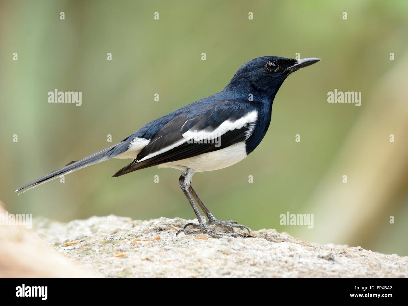 beautiful male oriental magpie-robin (Copsychus saularis) standing on ...
