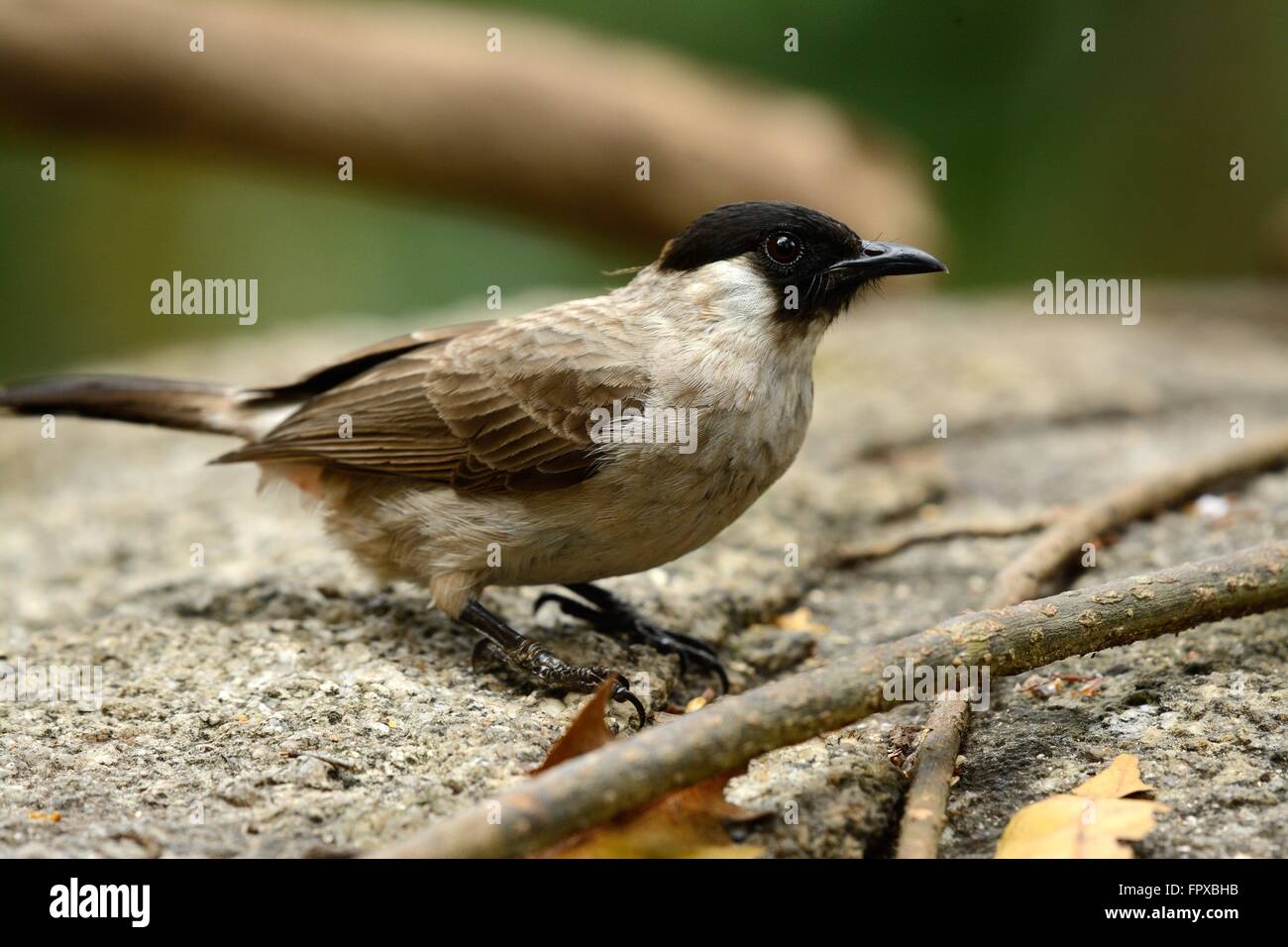 beautiful Sooty-headed Bulbul (Pycnonotus aurigaster) resting in branch ...