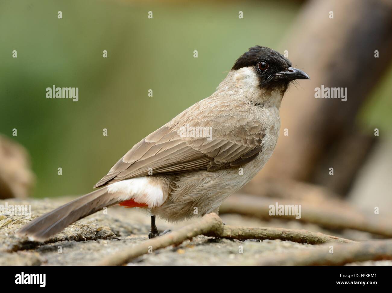 beautiful Sooty-headed Bulbul (Pycnonotus aurigaster) resting in branch ...