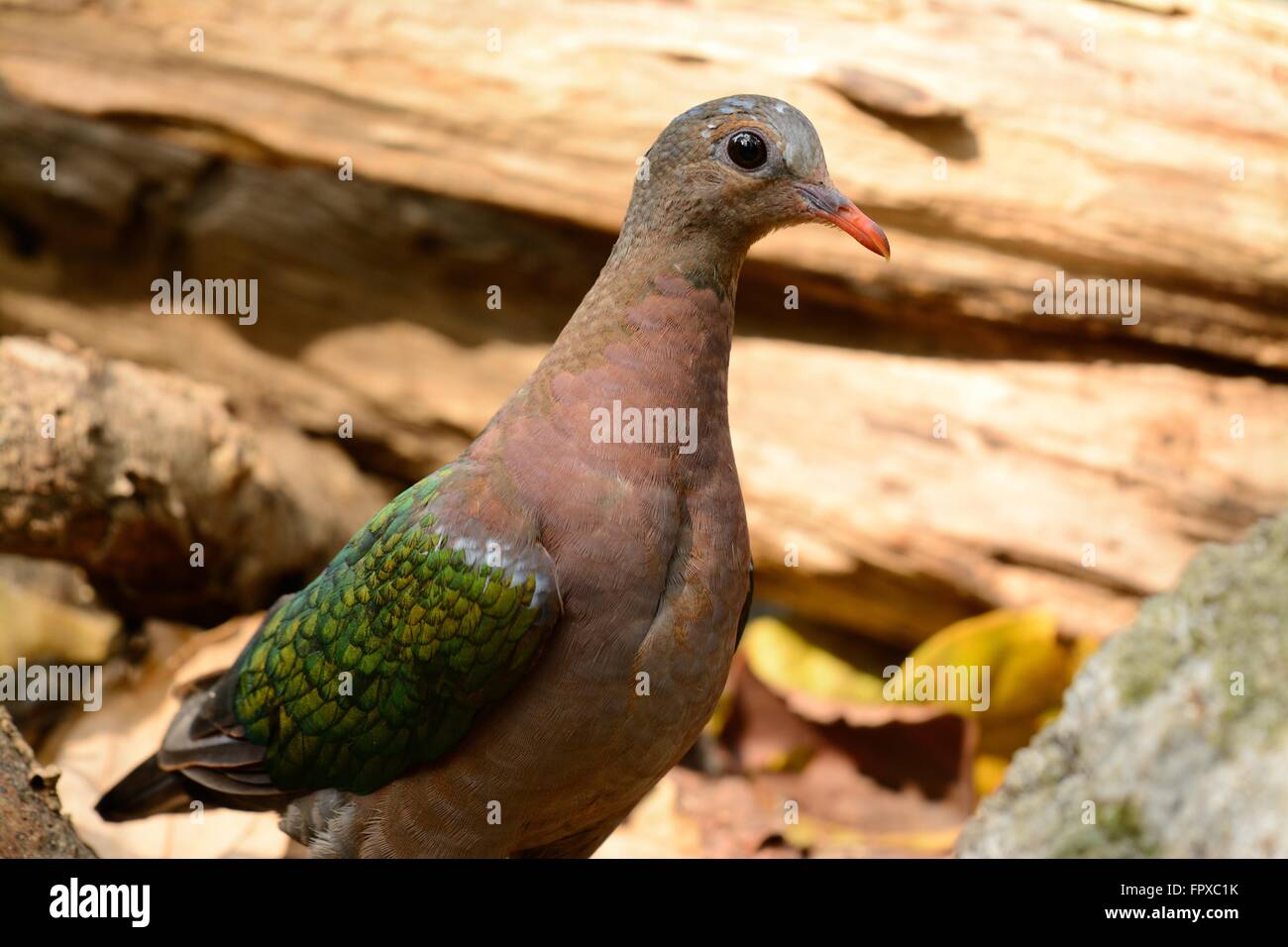 Ptilinopus hi-res stock photography and images - Alamy