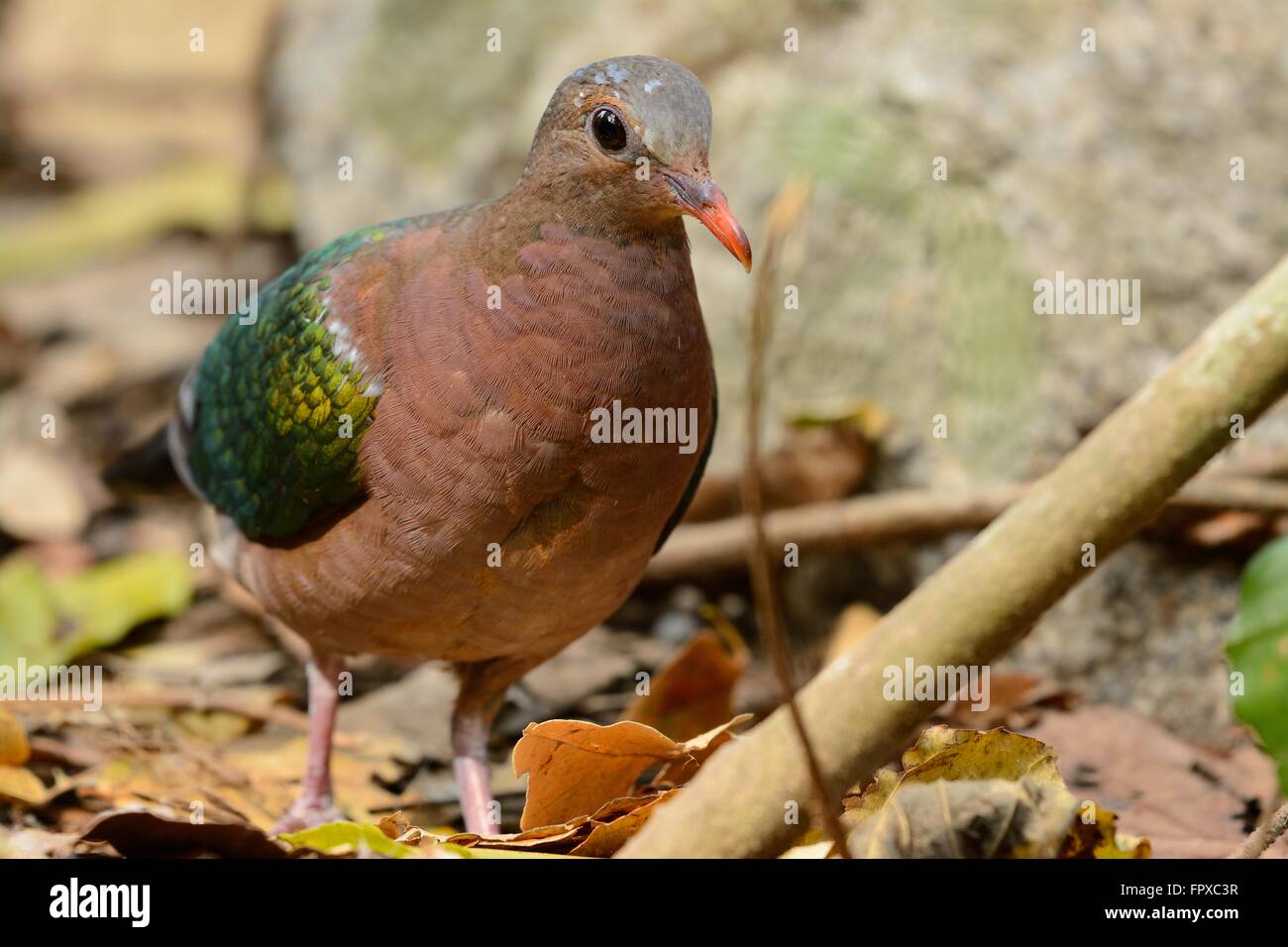 Ptilinopus hi-res stock photography and images - Alamy