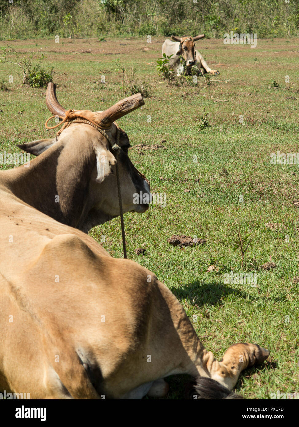 Cuba cow hi-res stock photography and images - Alamy