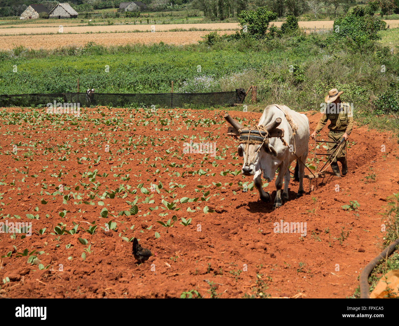 Paysans hi-res stock photography and images - Alamy